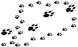 Watchdog medij - pitbull, a ne pudlica | MC_ONLINE